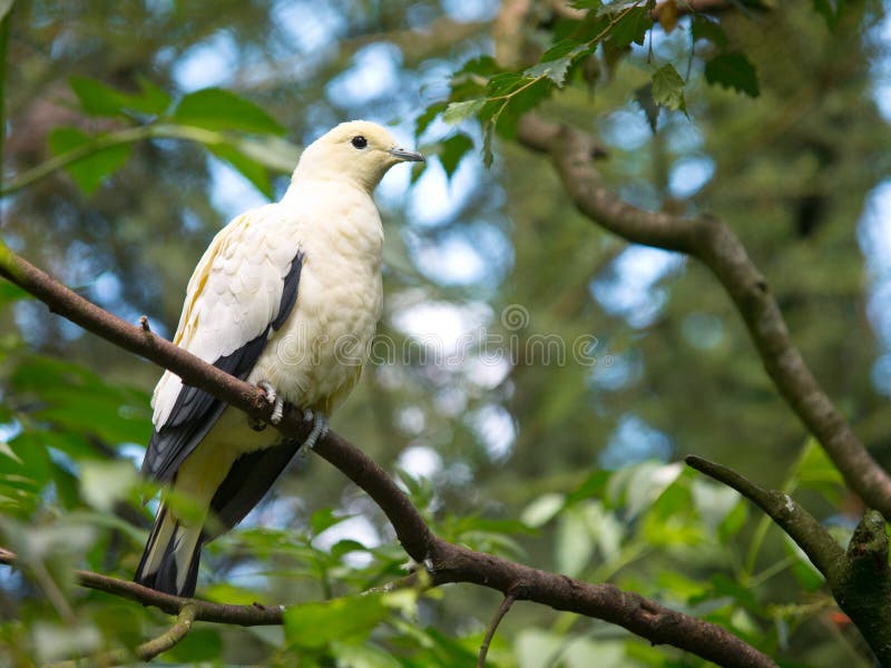 Fruit Dove in a Tropical Rain Forest Stock Photo - Image of indonesia ...
