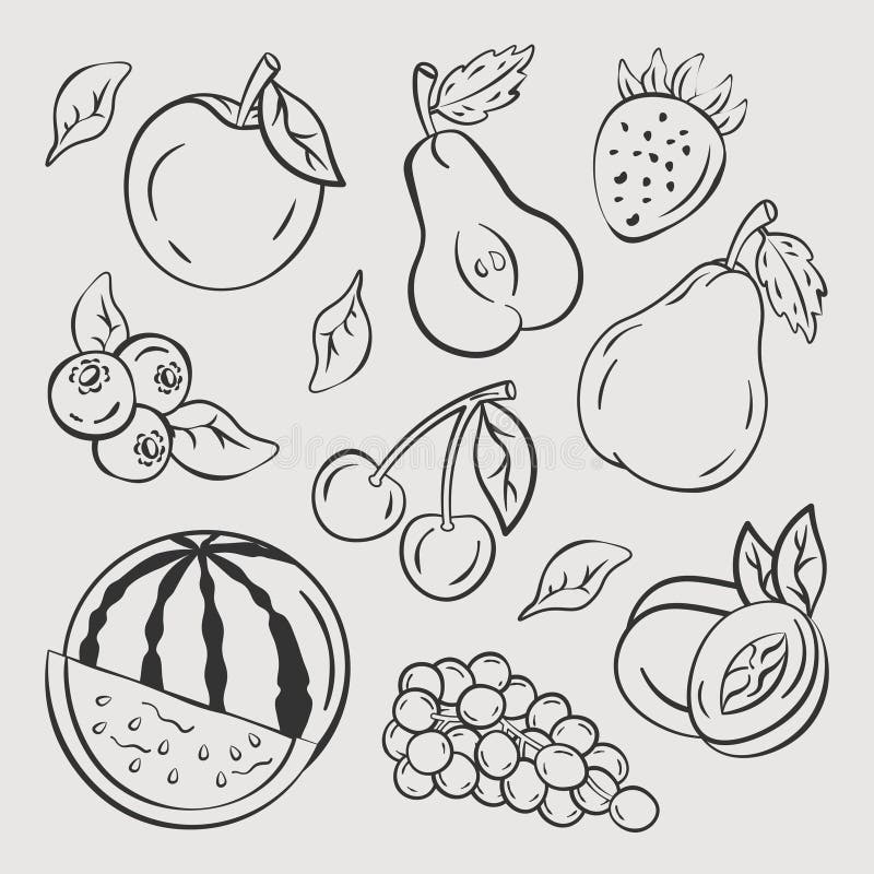 Fruit Drawn Illustration, Watermelon Apple Pear Apricot Vector Stock ...