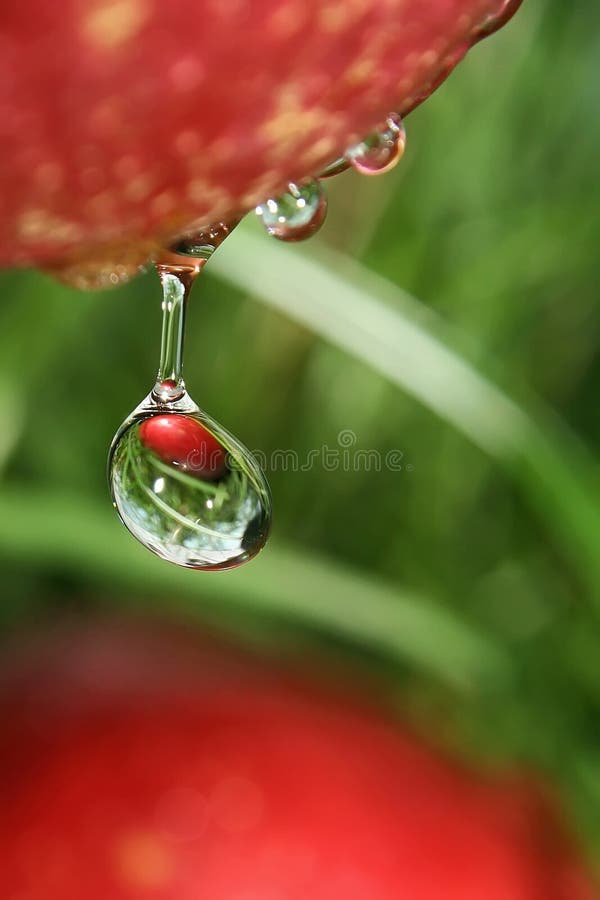 Fruit drop. stock image. Image of fresh, juice, color - 4133919