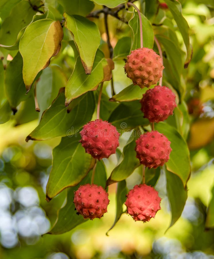 225 Photos de Fruit De Cornouiller De Kousa - Photos de stock gratuites ...