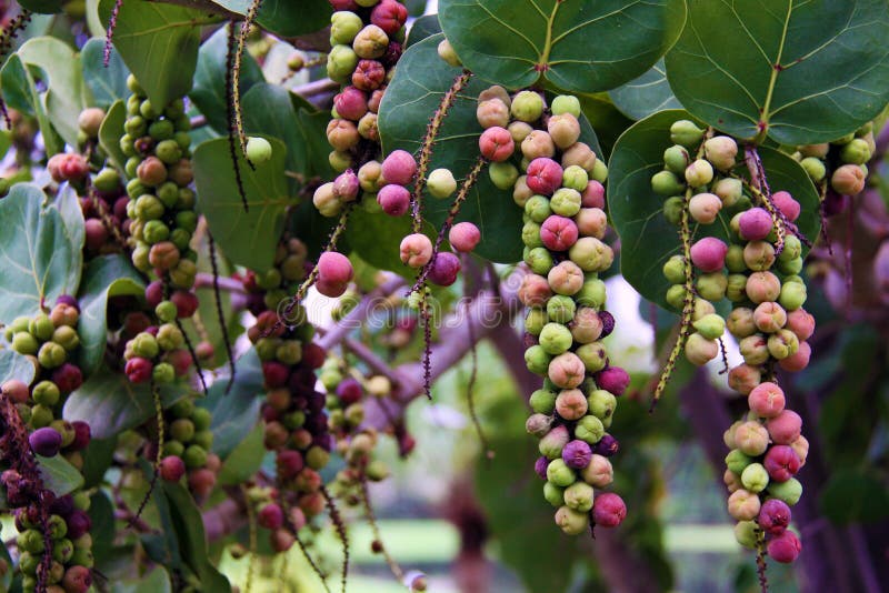 Fruit du tree2 photo stock. Image du arbre, tropical - 10799072