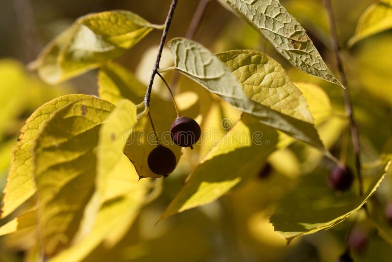 Fruit of a European Nettle Tree Celtis Australis Stock Image - Image of ...