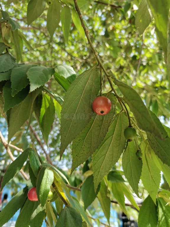 The fruit is so fertile stock image. Image of fruit - 322759639