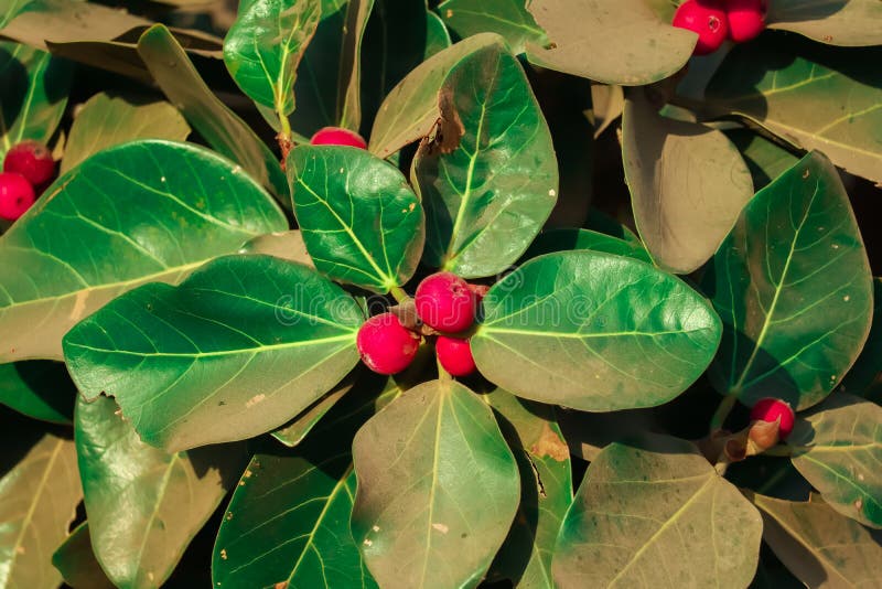 Fruit of Ficus Benjamina on the Tree,Banyan Fig Tree Fruit Closeup ...