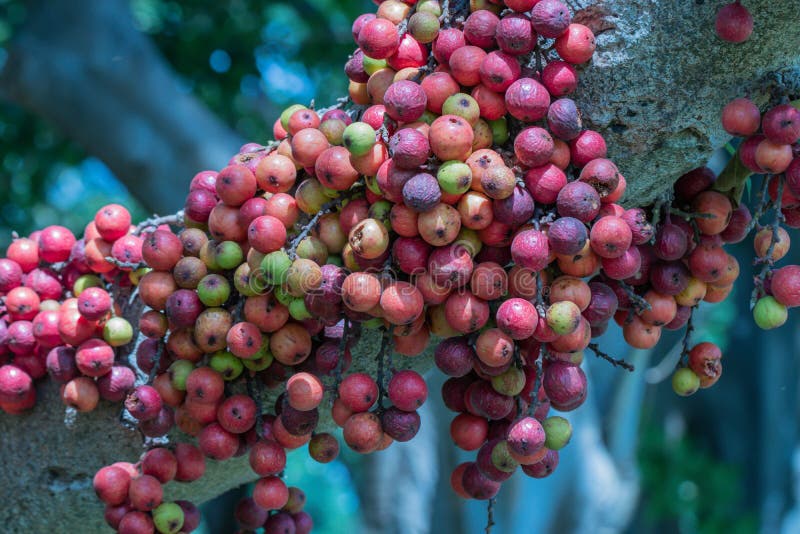 Fruit of Ficus Racemos.the Common Name Fig Fruit,cluster Fig Tree ...