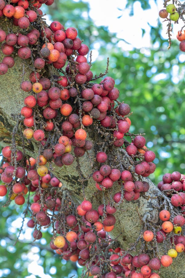 The Fruit Of Ficus Racemos.The Common Name Fig Fruit,cluster Fig Tree ...