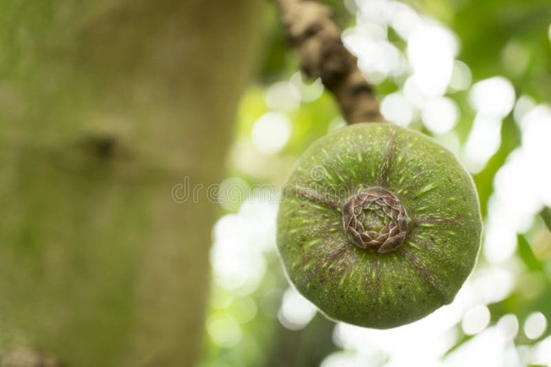 Roxburgii Tree Stock Photos - Free & Royalty-Free Stock Photos from ...