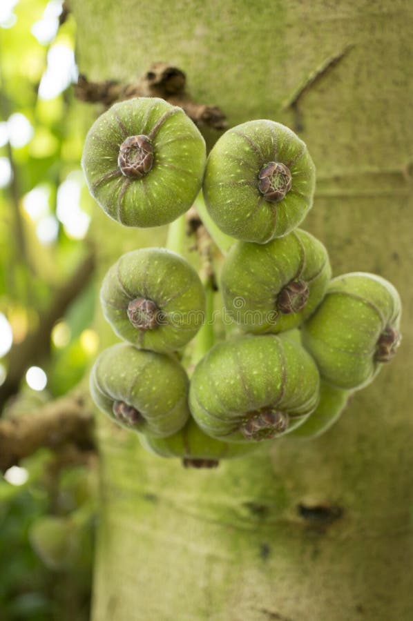 Roxburgii Tree Stock Photos - Free & Royalty-Free Stock Photos from ...