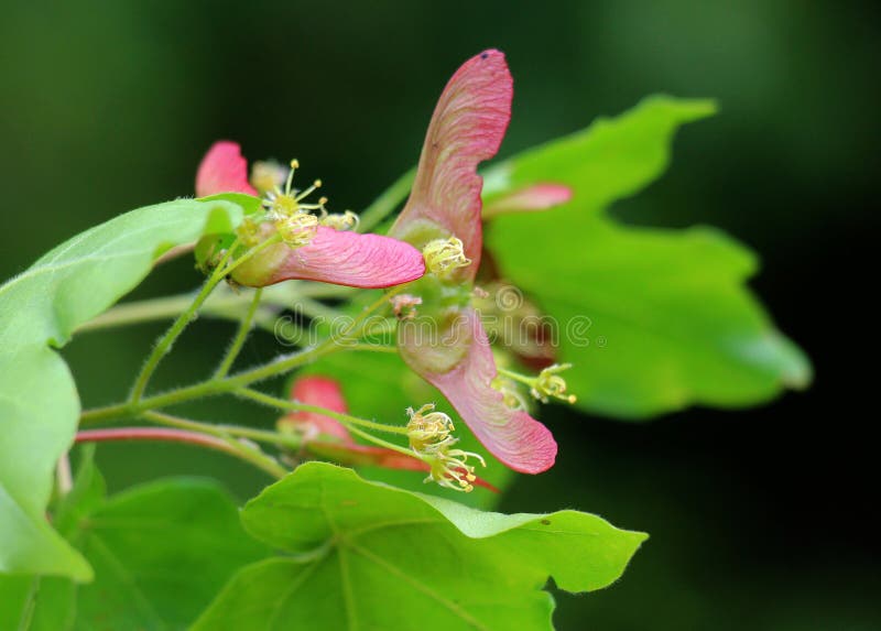 The Fruit is a Field Maple (Acer Campestre Stock Photo - Image of ...