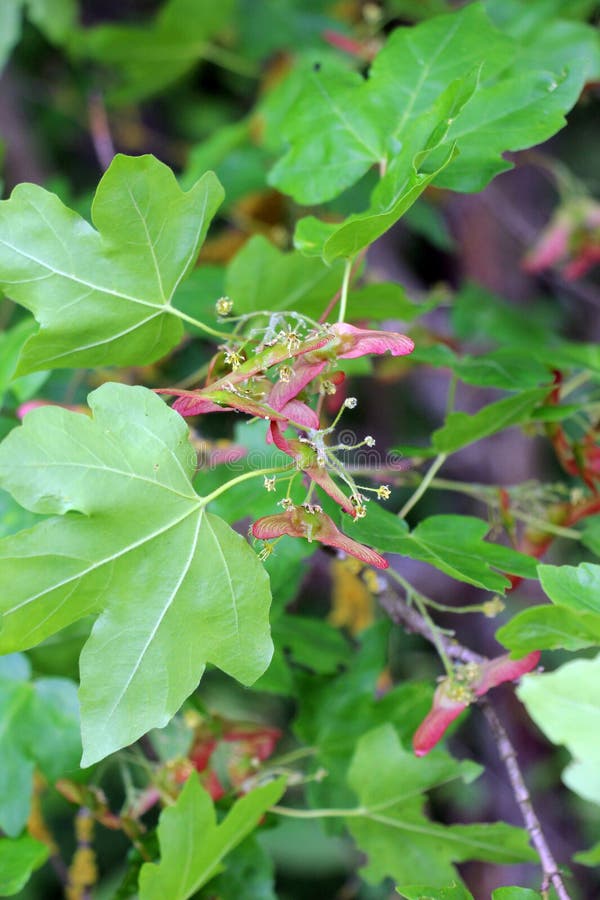 The Fruit is a Field Maple (Acer Campestre Stock Image - Image of leaf ...
