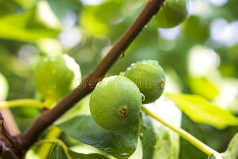 Close-up of Figs in the Fig Tree of an Organic Garden Stock Image ...
