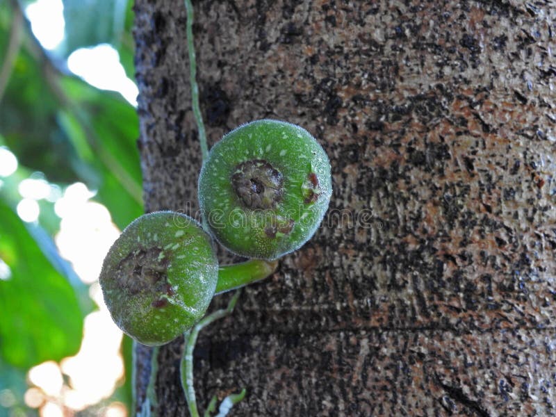 Fruit of a fig tree stock image. Image of fruit, landscape - 172412697