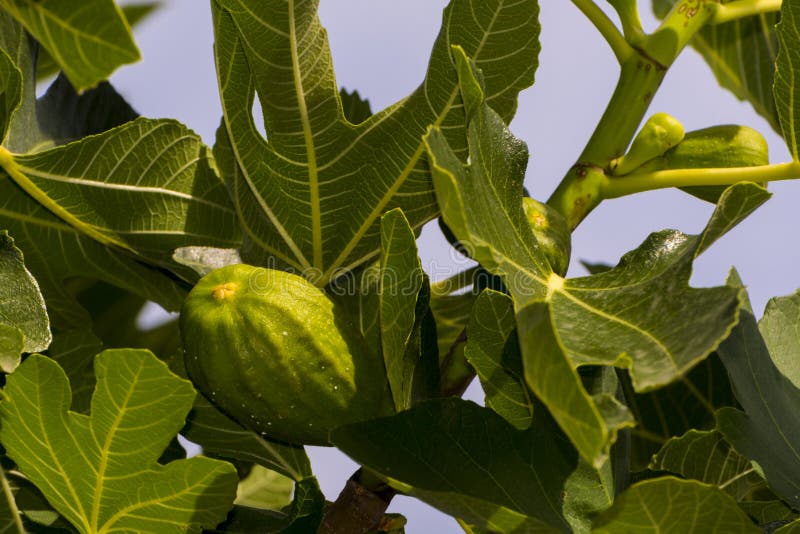 Fruit of Fig Tree in a Garden Stock Photo - Image of ficus, plant ...