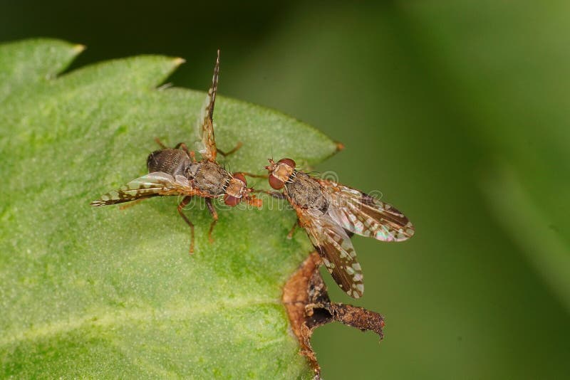 Fruit Flies Breeding on a Leaf Stock Image - Image of miliaria, beetle ...