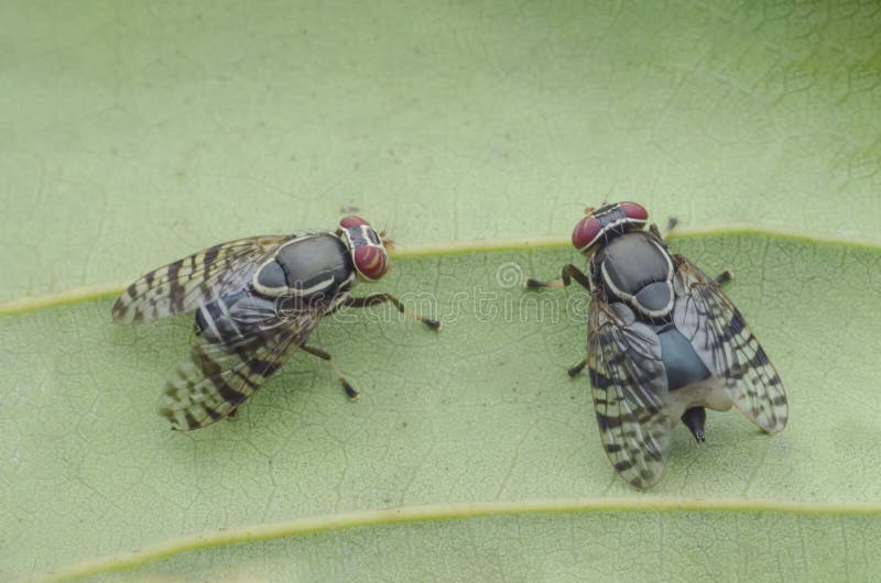 Fruit flies stock image. Image of nature, fruit, behaviour - 82437339