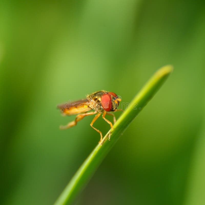 Fruit flies at nature stock photo. Image of fruit, macro - 278585254