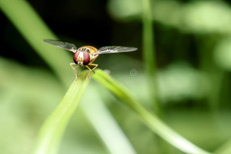 Fruit Flies. Winged Insects are a Type of Fruit-eating Flies Stock ...