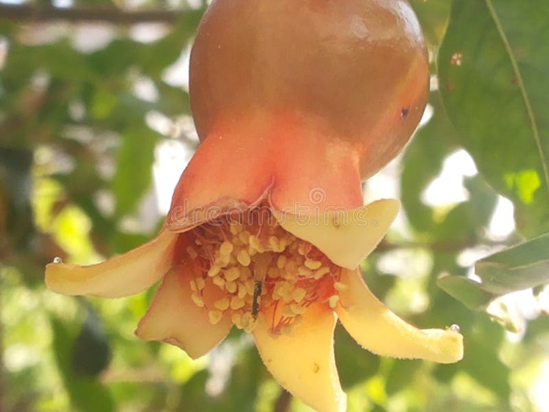 Fruit flower stock image. Image of life, love, time, morning - 83376653