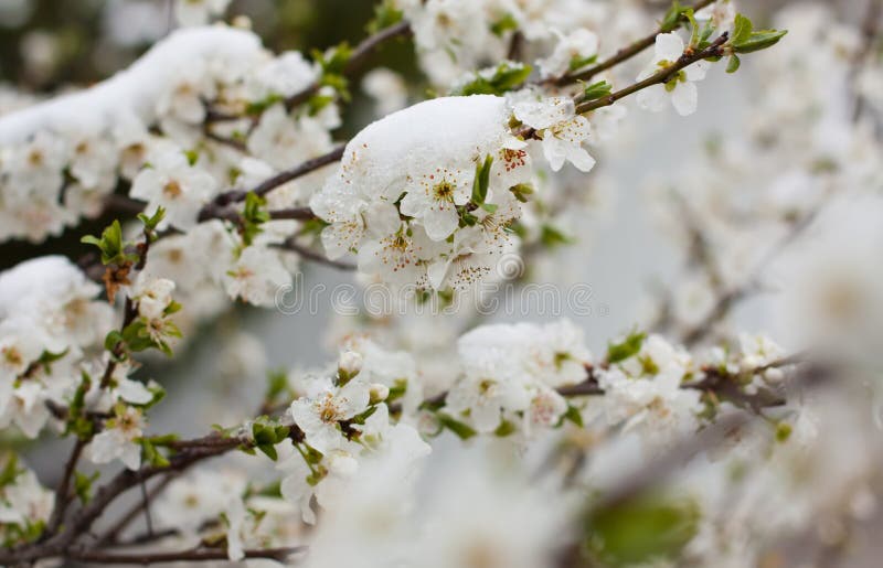 Flowering tree in the snow stock image. Image of growth - 29995727