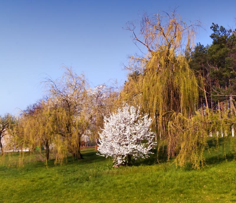 Fruit Flowering Tree in Spring in the Park Stock Photo - Image of fruit ...