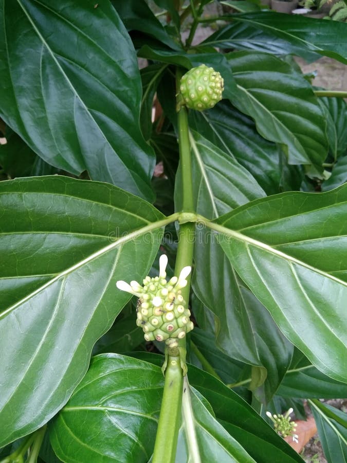 The Fruit and Flowers of the Noni Tree Stock Image - Image of leaf ...