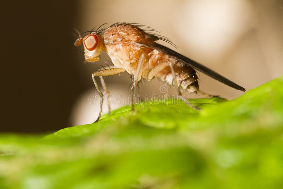 Fruit fly stock photo. Image of animal, leaf, macro, diptera - 30824962