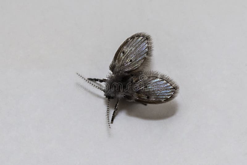 Fruit Fly, Closeup stock image. Image of insects, fruit - 265481449