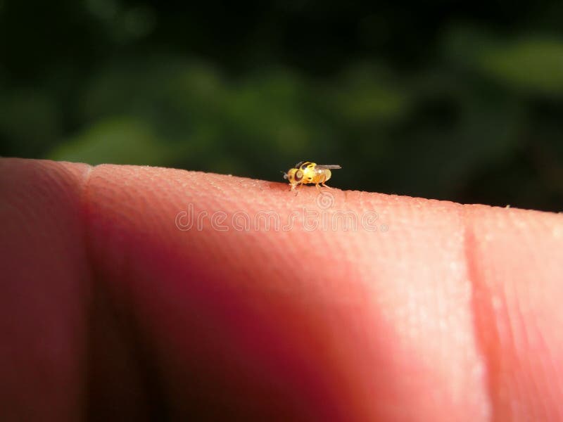 Fruit fly stock photo. Image of feeding, melanogaster - 44018822