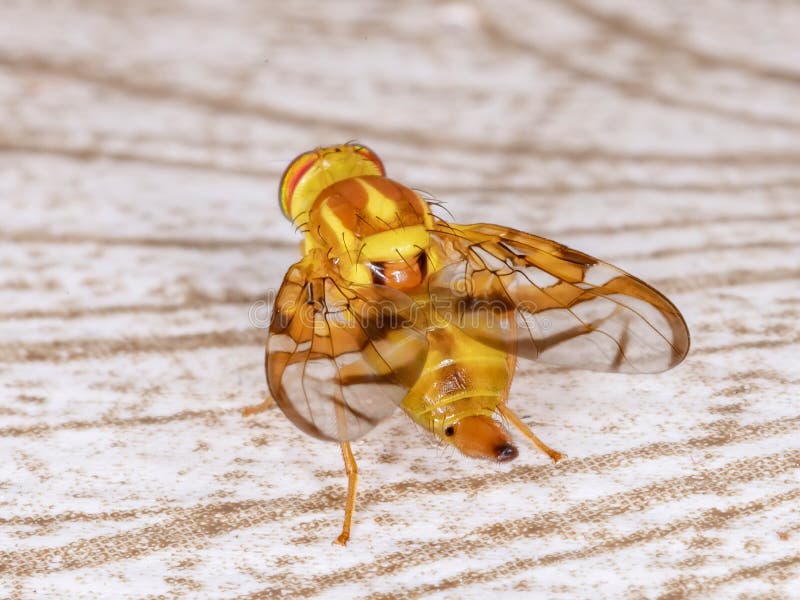 Fruit fly stock photo. Image of anastrepha, small, closeup - 196087342