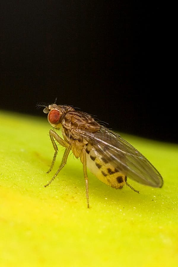 Fruit fly goes banana stock image. Image of head, macro - 4638809