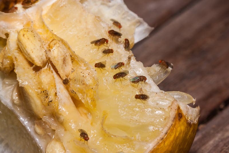 Fruit fly on lemon stock image. Image of flies, files - 77084429