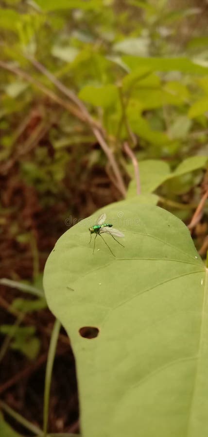 Fruit fly stock photo. Image of yellow, nature, produce - 260219504