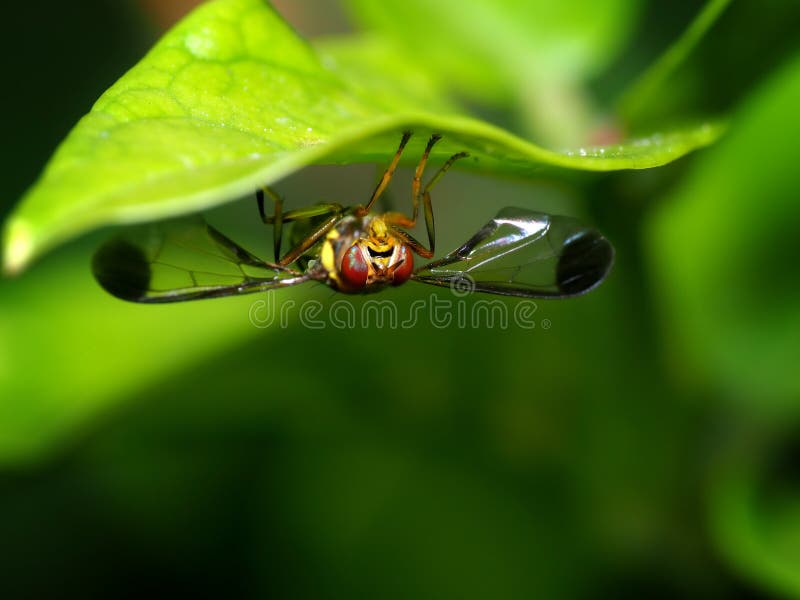 Oriental Fruit Fly Perched Upside Down Under a Leaf Stock Photo - Image ...