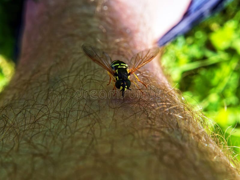Fruit Fly Sitting on a Man`s Leg Stock Photo - Image of fragility ...