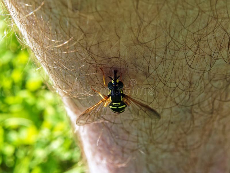 Fruit Fly Sitting on a Man`s Leg Stock Photo - Image of environment ...