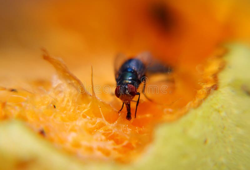 Fly sucking sweet stock photo. Image of fruit, house - 56631400