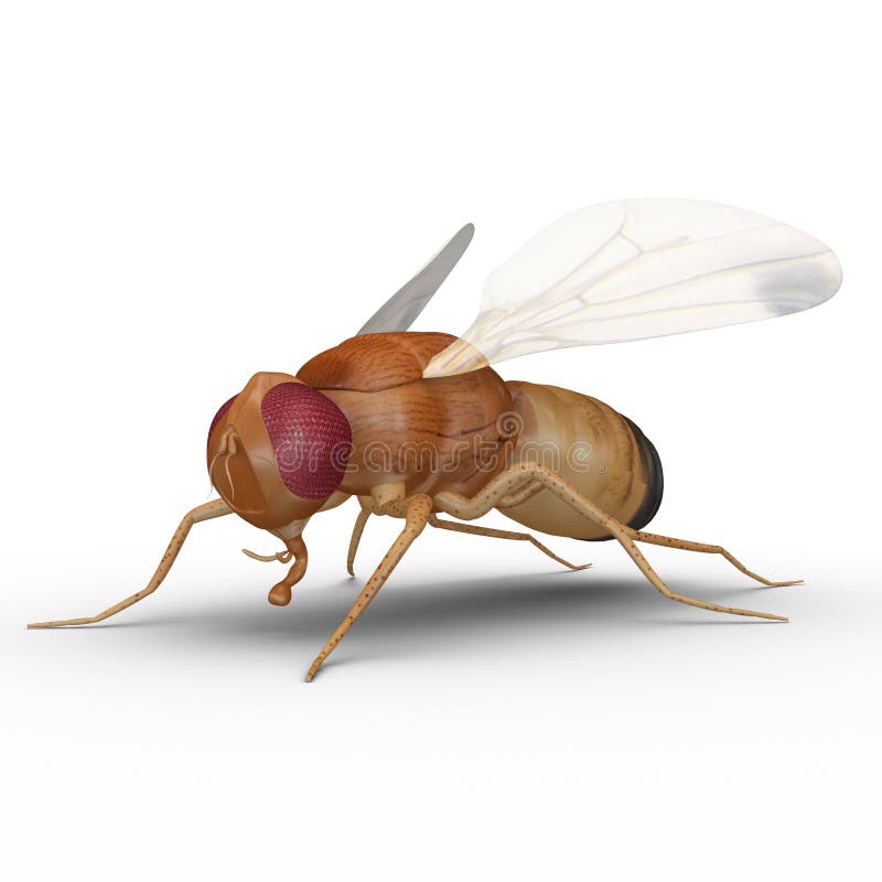 Drosophila Stock Illustrations – 446 Drosophila Stock Illustrations ...