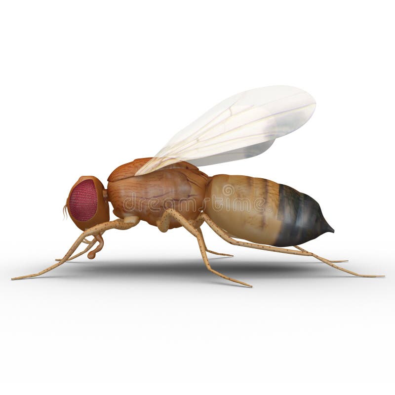 Fruit fly stock illustration. Illustration of vinegar - 50032834