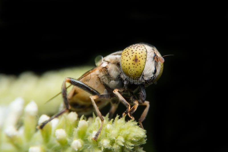 Fruit fly stock image. Image of wildlife, macro, yellowhead - 60570121