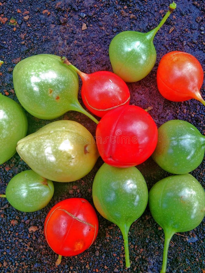 Fruit Forest that Often Grows on Plantations with Blushing Fruit Colors ...