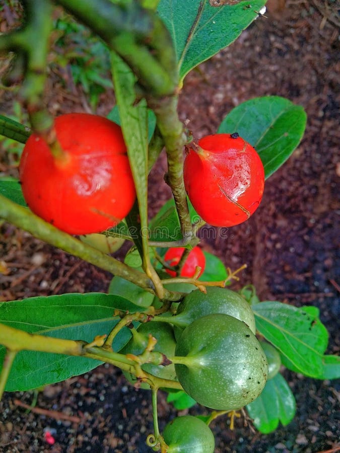 Fruit Forest that Often Grows on Plantations with Trees that Crave High ...