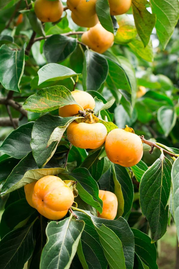 Fruit Frais De Kaki Sur L'arbre Photo stock - Image du orange ...