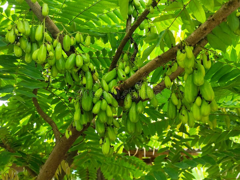 Fresh Green Star Fruit Still on the Tree. Stock Photo - Image of nature ...