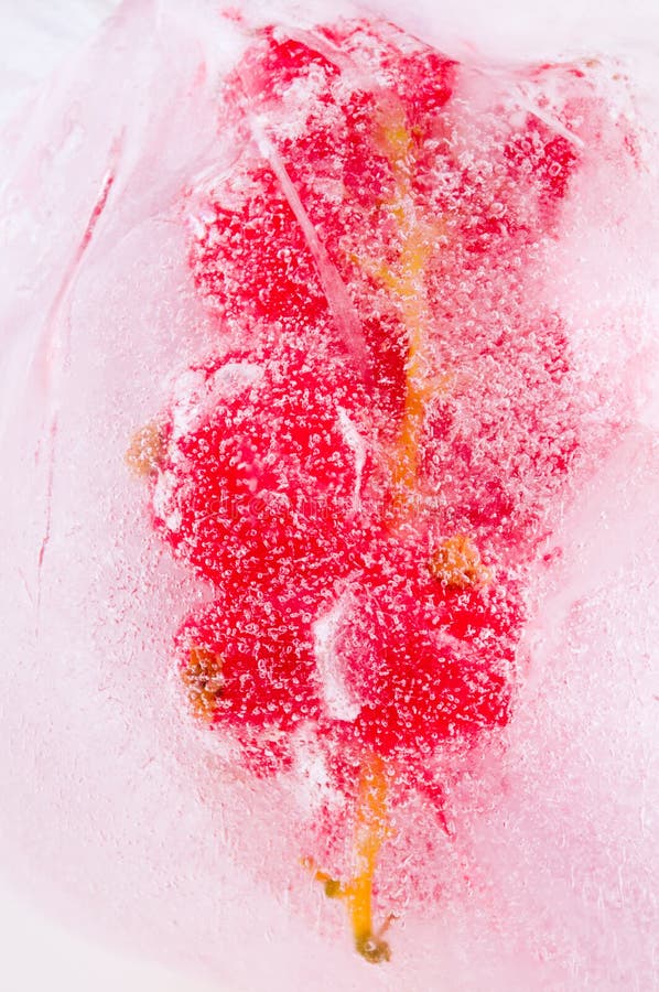 Fruit frozen in ice stock photo. Image of cranberry, cosmopolitan ...