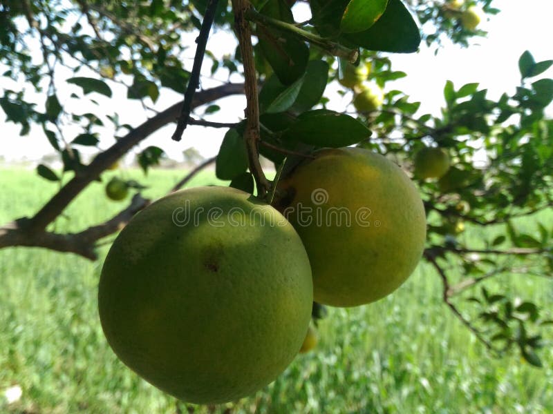Fruit stock photo. Image of grass, season, grassland - 94348632