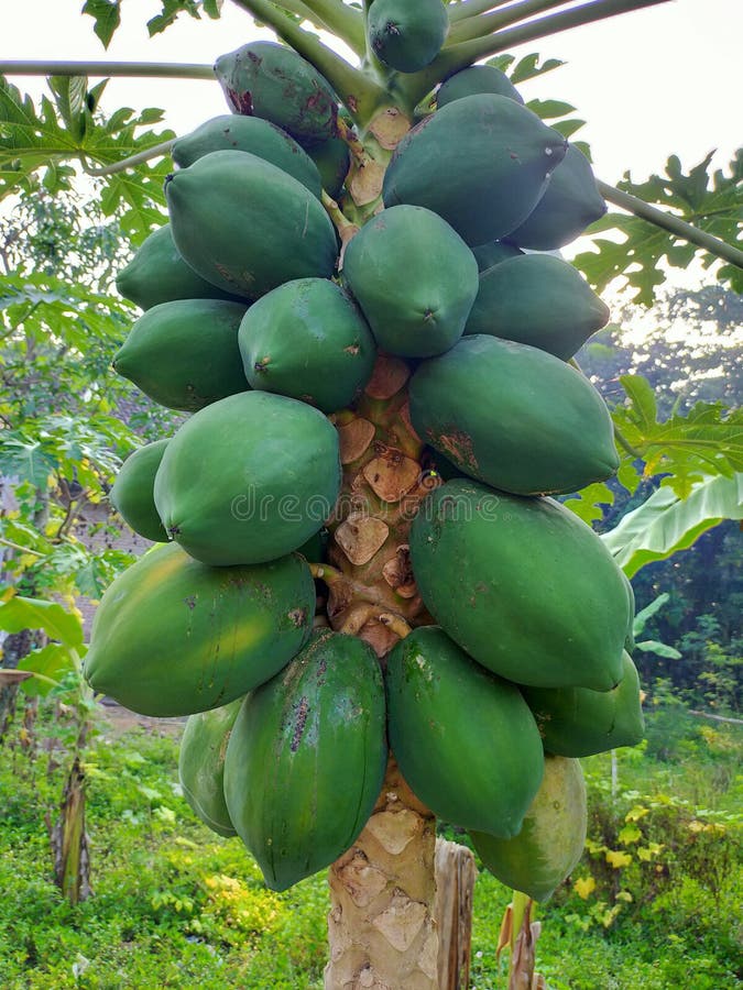 Fruit full Papaya fruit stock photo. Image of papaya - 220505832