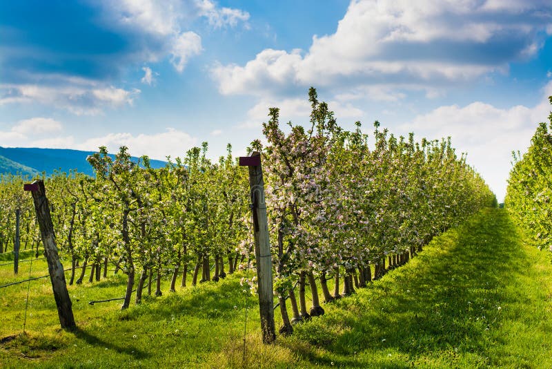 The Spring in the Garden - Flourishing Fruit Trees Stock Image - Image ...