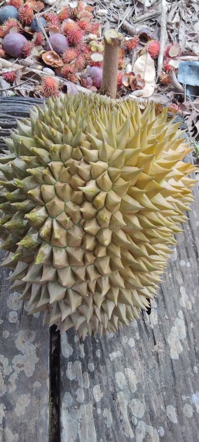 Fruit in the Garden Durian Delicious Yellow Stock Image - Image of ...