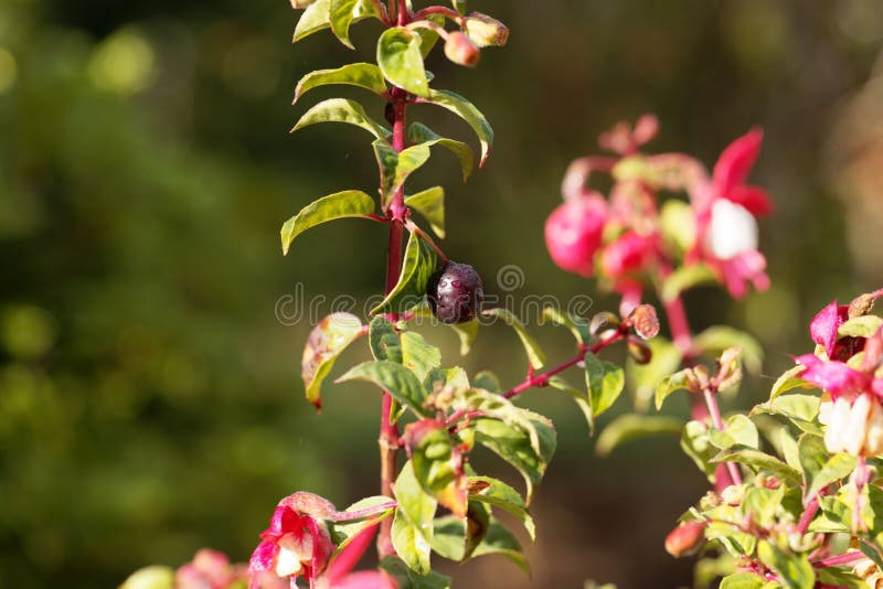 Fruit of a Garden Fuchsia Bush Stock Image - Image of green, berry ...