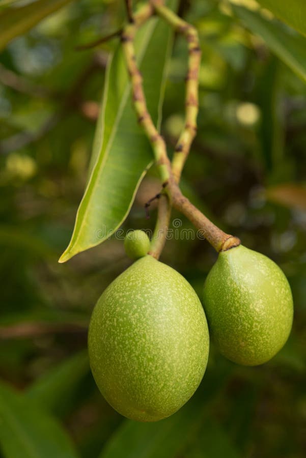 Fruit in garden stock photo. Image of seeds, wild, tree - 92663020